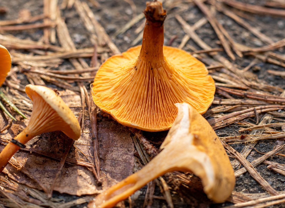 Echter Pfifferling - schon im Sommer zu finden - Daily Vegan