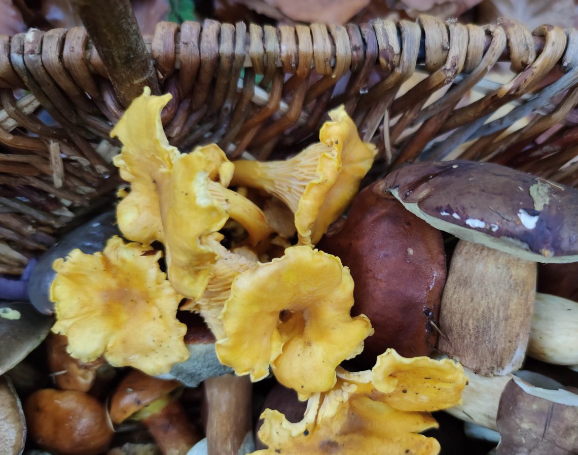 Echter Pfifferling - schon im Sommer zu finden - Daily Vegan