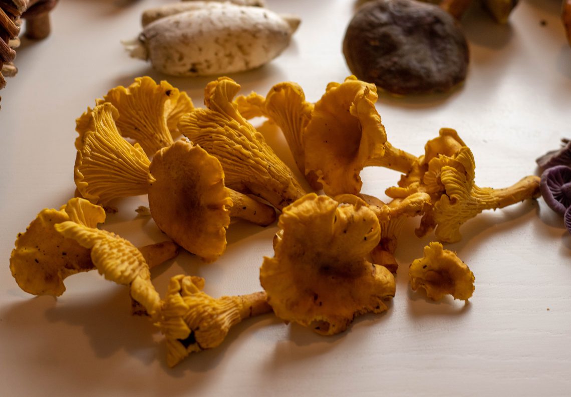 Echter Pfifferling - schon im Sommer zu finden - Daily Vegan