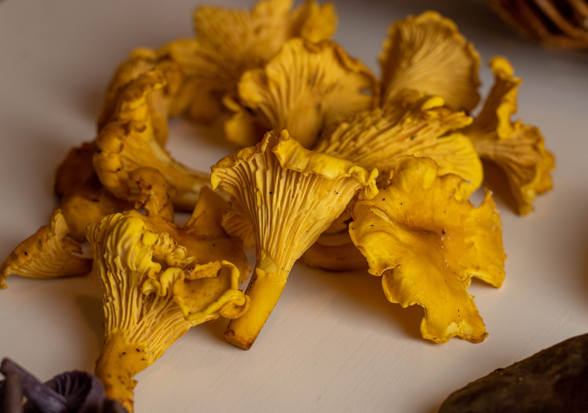 Echter Pfifferling - schon im Sommer zu finden - Daily Vegan